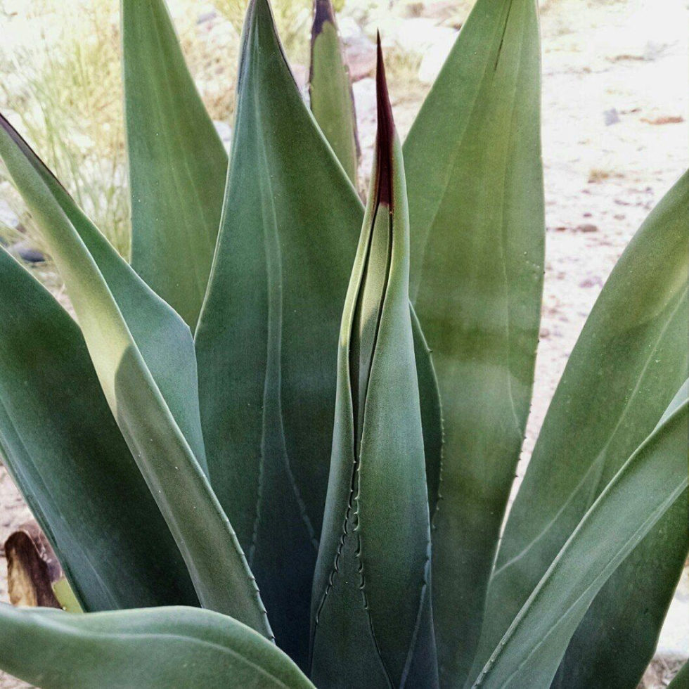 Nursery - High Desert Native Plants