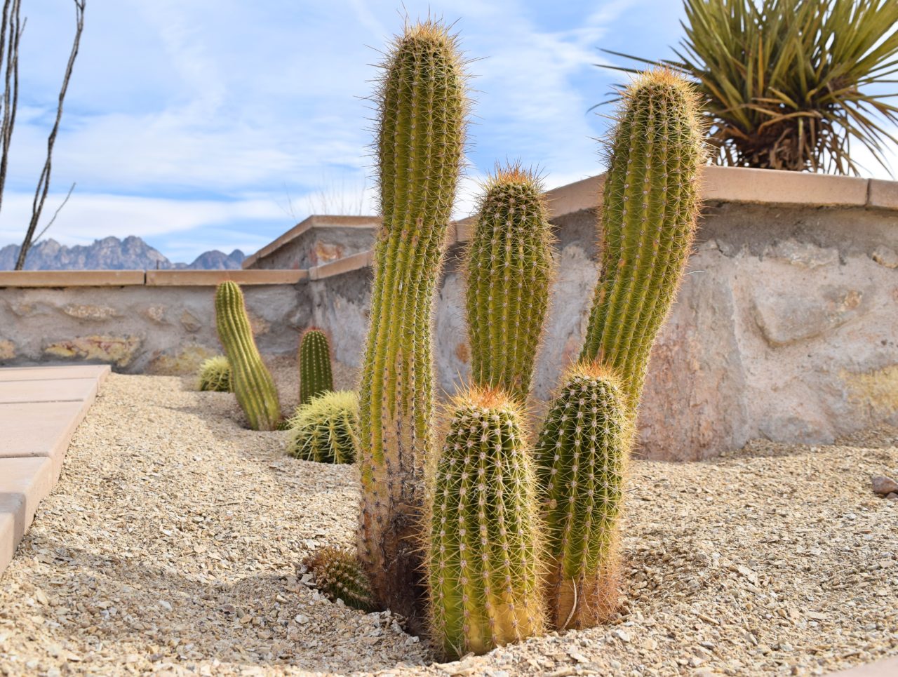 Landscaping - High Desert Native Plants